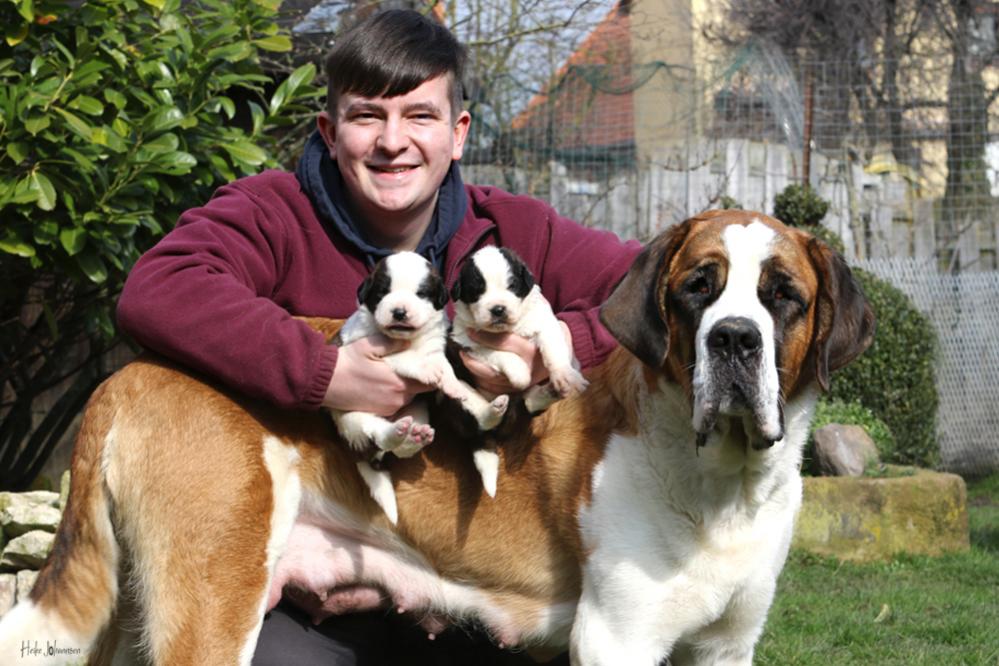Bernhardiner in Erxleben - Startseite